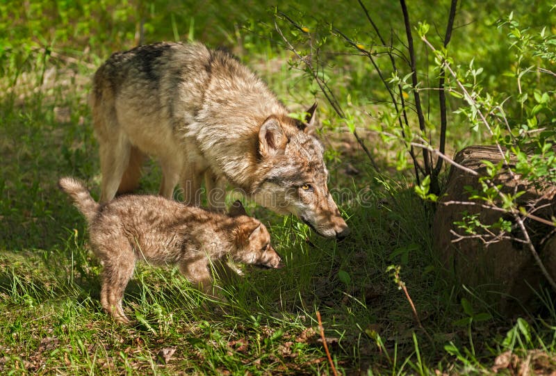 Grey Wolf (Canis Lupus) Mother and Pup Peer into Shadow Stock Image ...