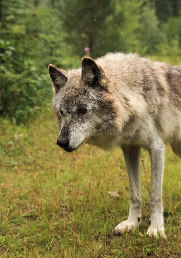 Grey wolf-canis lupus stock image. Image of lupus, forest - 43378957
