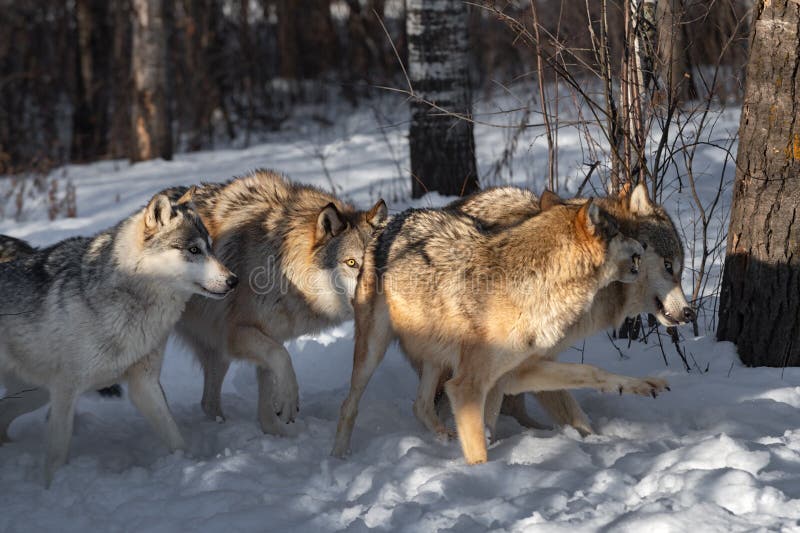 Grey Wolf (Canis Lupus) Pack in Line Sniff and Snarl Winter Stock Photo ...
