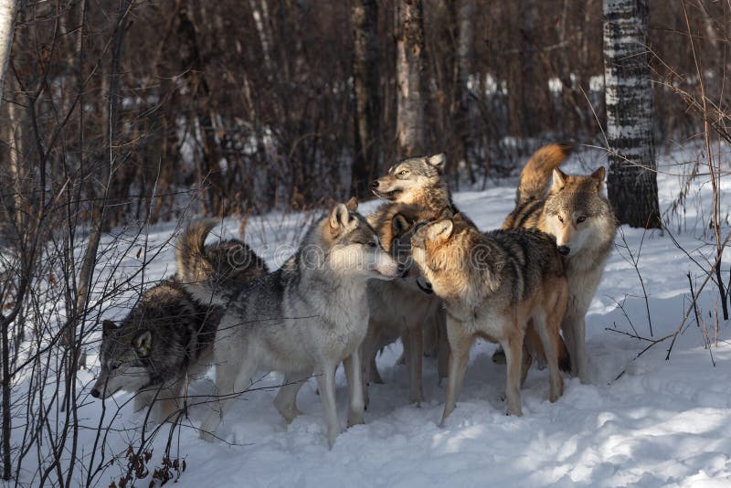 Grey Wolf (Canis Lupus) Pack Mingles and Sniffs Winter Stock Photo - Image of canine, horizontal ...