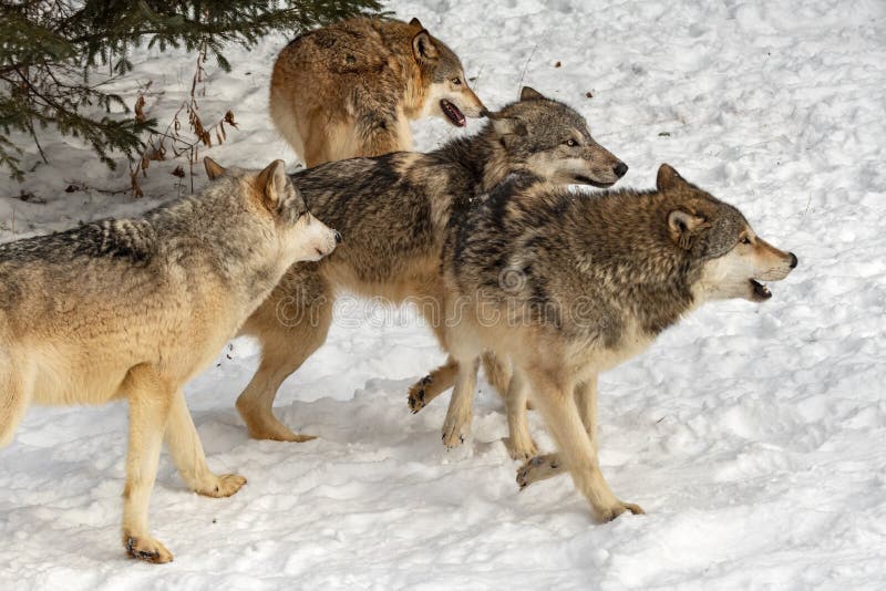 Grey Wolf Canis Lupus Pack Run Together in Snow Winter Stock Image - Image of mammal, nature ...