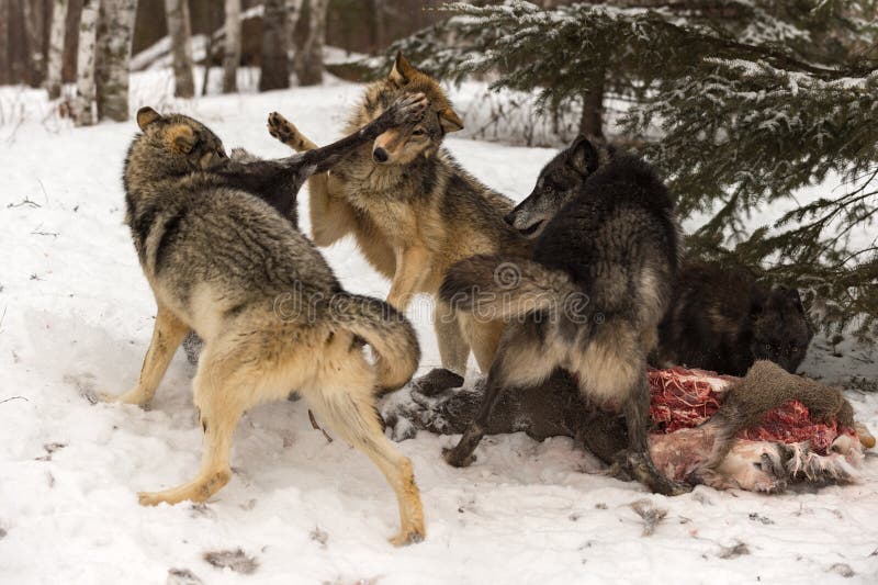 Grey Wolf Canis Lupus Pack Scuffles Around White-Tail Deer Carcass ...