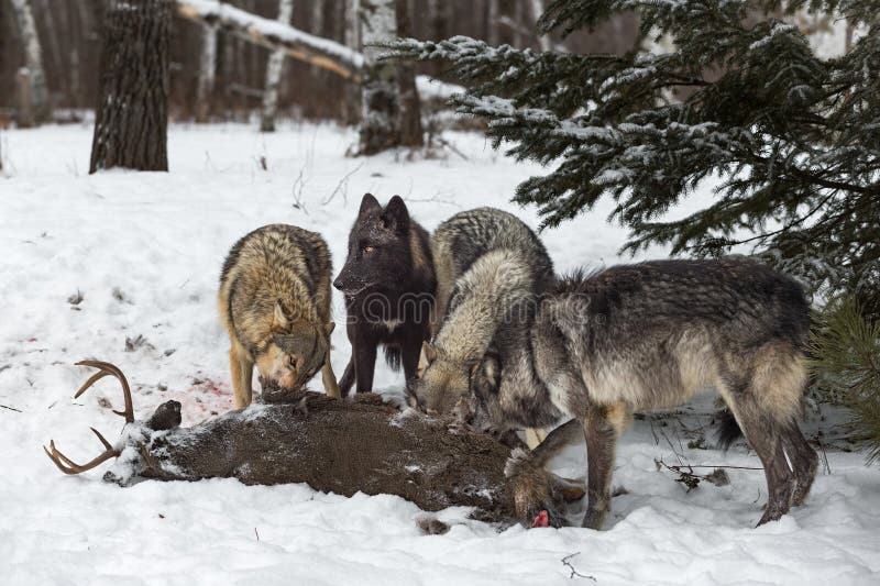 Grey Wolf Canis Lupus Pack Together at White-Tail Deer Carcass Winter ...