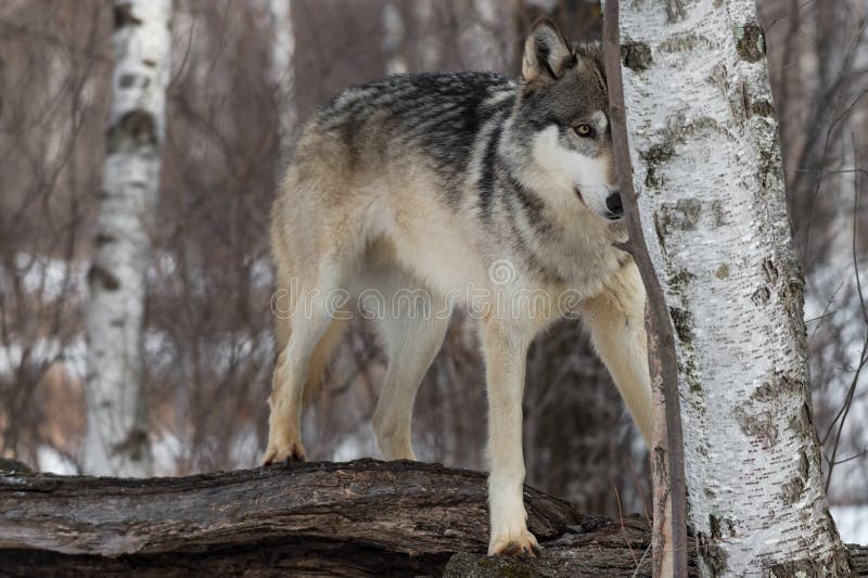 Grey Wolf (Canis Lupus) Partially Hidden Behind Birch Tree Winter Stock ...