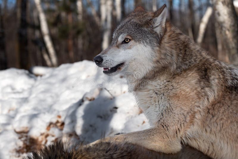 Grey Wolf Canis Lupus Paws Over Back of Second Wolf Winter Stock Image ...