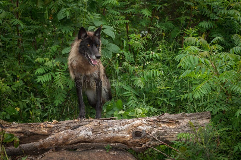 118 Black Wolf Log Stock Photos - Free & Royalty-Free Stock Photos from ...