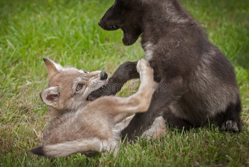 Wolf Pups Play Fighting