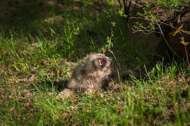 Grey Wolf Canis Lupus Pup Bites at Plant Stock Image - Image of bite ...