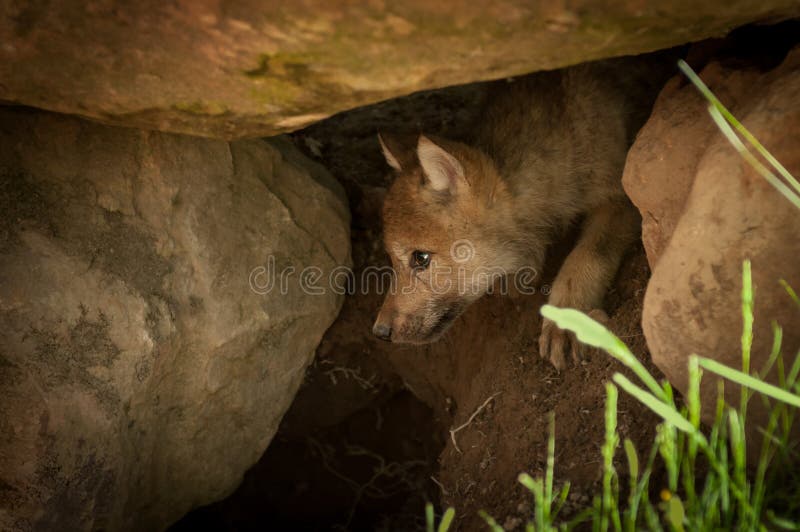Grey Wolf Canis Lupus Pup Climbs about Inside Den Stock Image - Image ...
