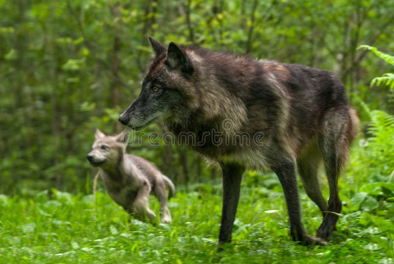 Grey Wolf Puppies Playing