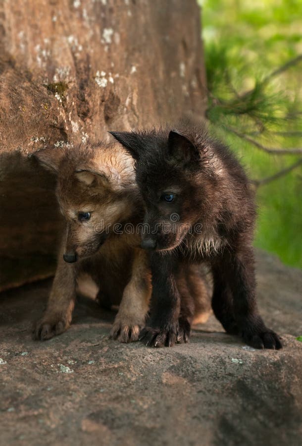 Grey Wolf (Canis Lupus) Pups Look Down Off Rock Stock Image - Image of ...