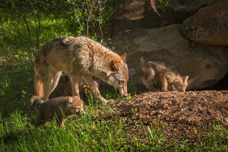 Grey Wolf & X28;Canis Lupus& X29; and Pups Run Near Den Stock Photo ...