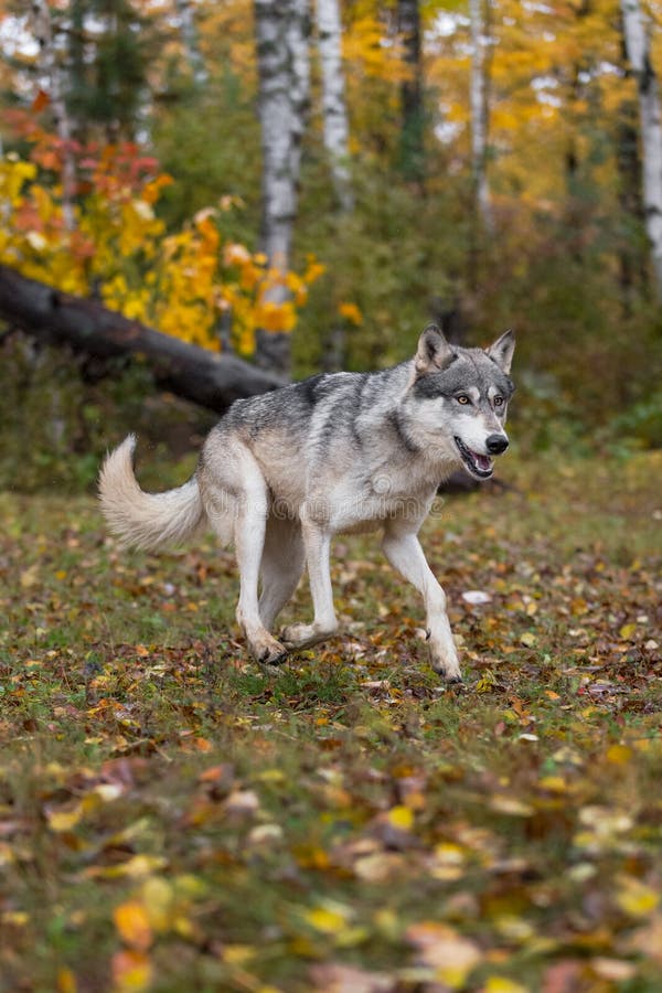 Grey Wolf Canis Lupus Runs Forward from Autumn Woods Stock Photo ...