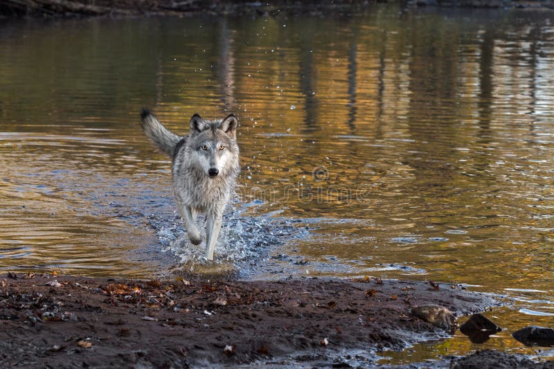 Grey Wolf (Canis Lupus) Runs Forward Stock Photo - Image of creature ...