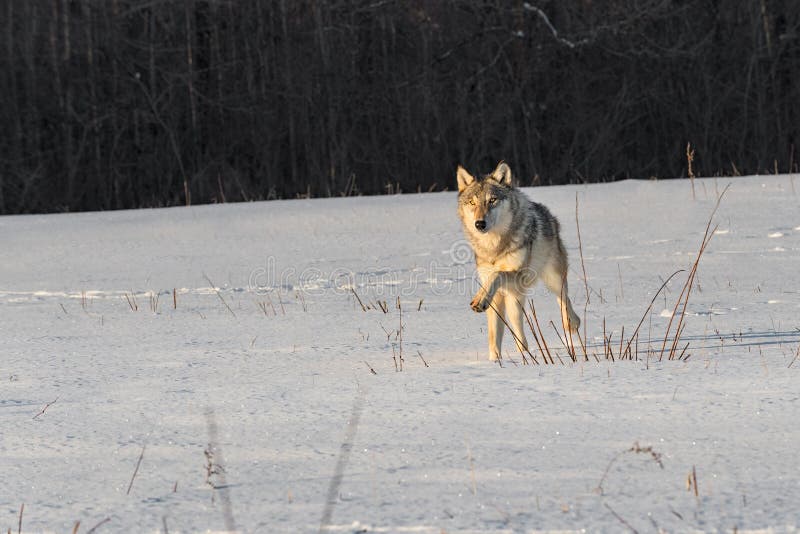 Grey Wolf Canis Lupus Runs Forward in Field Front Paw Up Winter Stock ...