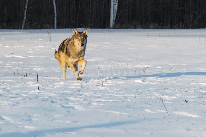 Grey Wolf Canis Lupus Runs Forward through Field Winter Stock Photo ...