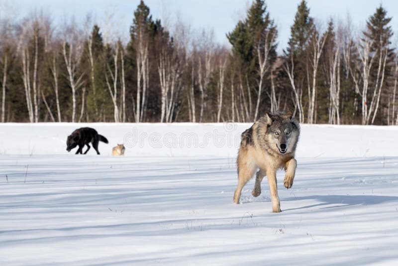 Grey Wolf Canis Lupus Runs Forward Other Wolves in Background Stock ...