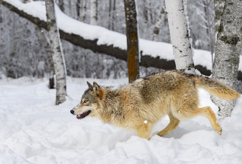 Grey Wolf (Canis Lupus) Runs Left Back Leg Up Winter Stock Photo ...