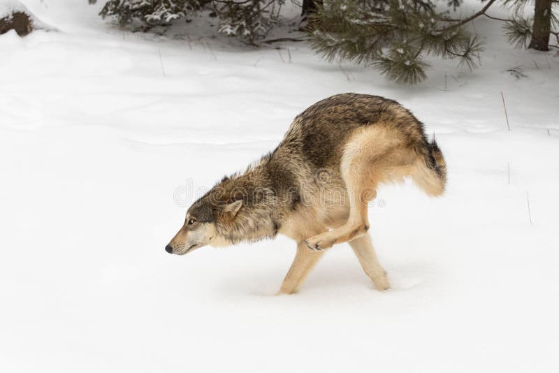 Grey Wolf Canis Lupus Runs Left Back Legs Up Stock Image - Image of ...