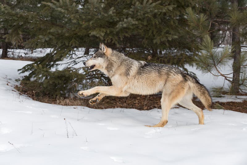 Grey Wolf Canis Lupus Runs Left Front Paws Up Winter Stock Photo ...