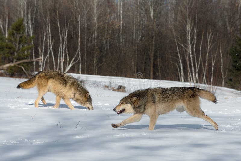 Grey Wolf Canis Lupus Runs Left Second Sniffing in Background Winter ...