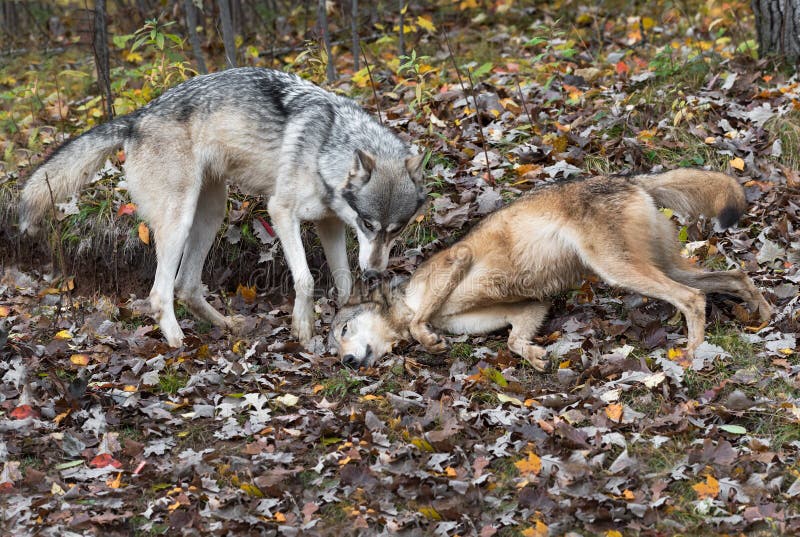 Grey Wolf Canis Lupus Scent Rolls while Second Watches Autumn Stock ...