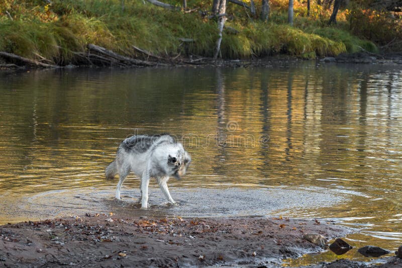 Grey Wolf Canis Lupus Shaking Stock Photos - Free & Royalty-Free Stock ...