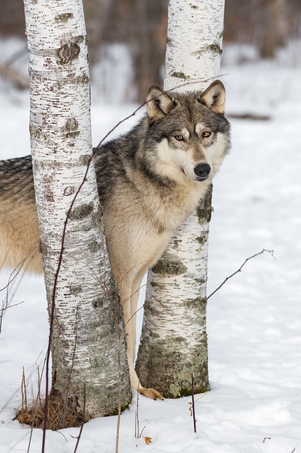 Grey Wolf Canis Lupus Side Eyes between Trees Winter Stock Photo ...