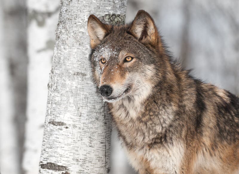 Grey Wolf (Canis Lupus) by Single Birch Tree Stock Image - Image of ...