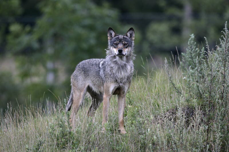Grey wolf, Canis lupus stock photo. Image of european - 36567508