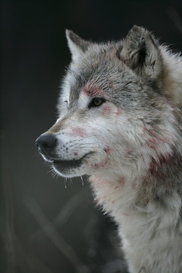 Grey wolf, Canis lupus stock image. Image of mammal, canine - 34786547