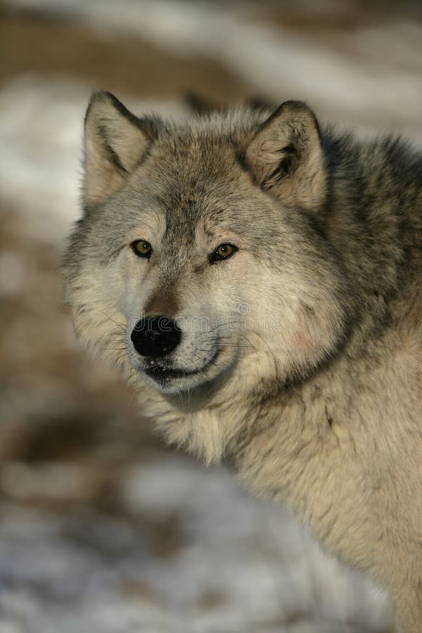 Grey wolf, Canis lupus stock photo. Image of canine, carnivoran - 34873608