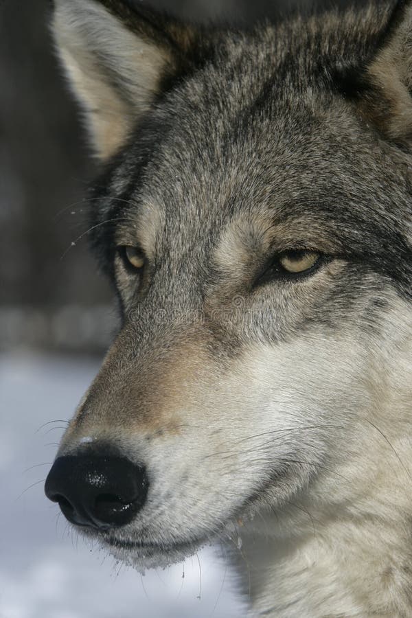 Grey wolf, Canis lupus stock image. Image of nature, freezing - 34893393
