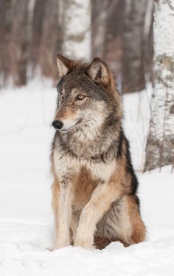 Timber Wolf Looking Left Photos - Free & Royalty-Free Stock Photos from ...