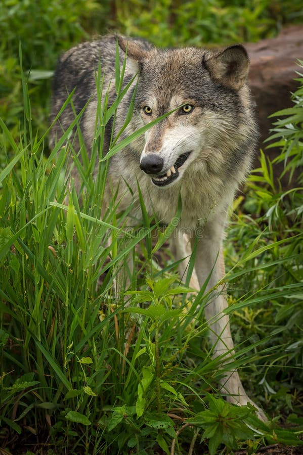 Grey Wolf Canis Lupus Snarls in Grass Summer Stock Photo - Image of ...