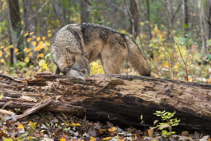 Grey Wolf Canis Lupus Sniffs Behind Log Autumn Stock Image - Image of ...