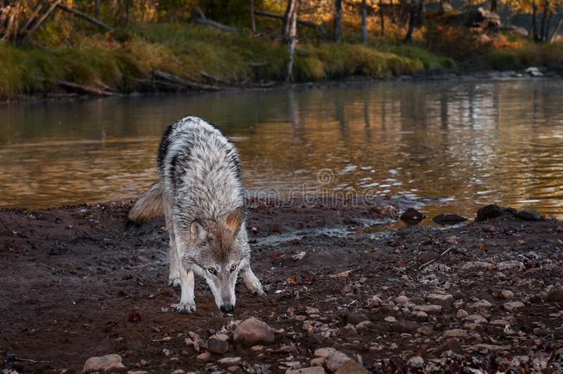 Gray Wolf Mud Stock Photos - Free & Royalty-Free Stock Photos from ...