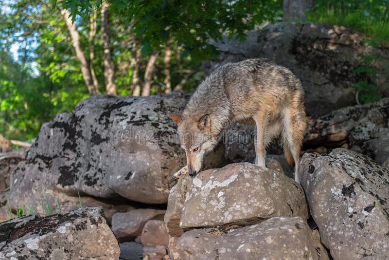 Grey Wolf Canis Lupus Sniffs at Rock Pile Summer Stock Photo - Image of ...