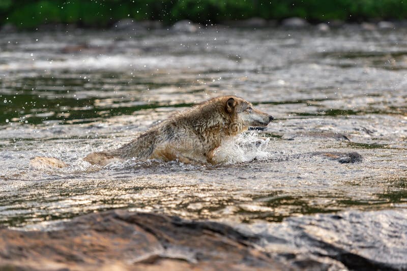 Grey Wolf Canis Lupus Splash through River Summer Stock Photo - Image ...