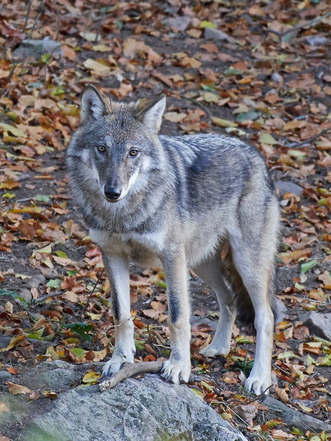 Grey wolf (Canis lupus) stock image. Image of dangerous - 30600685