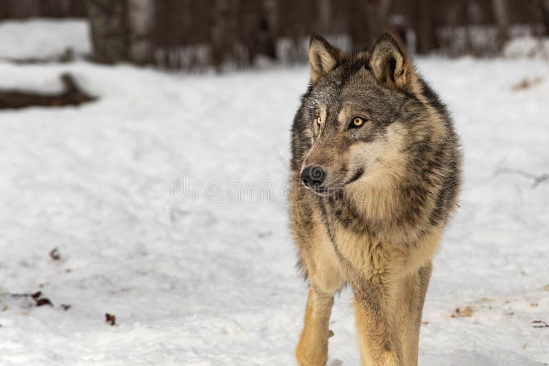 Grey Wolf (Canis Lupus) Stands Alone Looking Left Winter Stock Photo ...