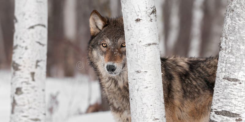 Grey Wolf (Canis Lupus) Stands Amongst Trees Stock Image - Image of ...