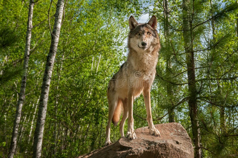 155 Wolf Looking Forward Stock Photos - Free & Royalty-Free Stock ...