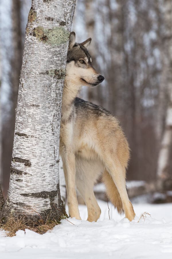 Grey Wolf Canis Lupus Stands Behind Birch Tree Looking Right Winter ...