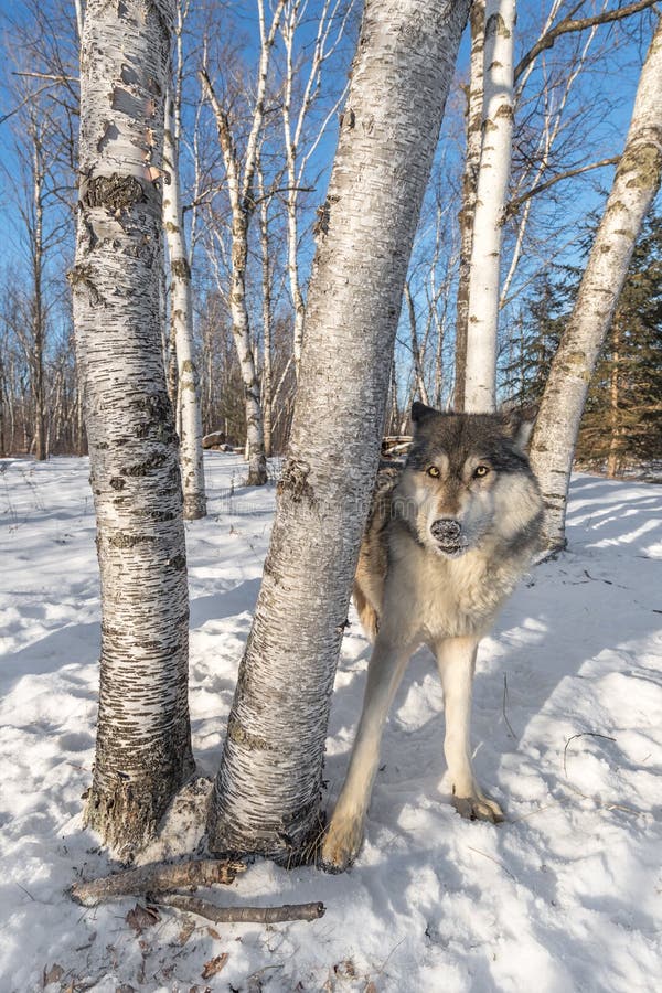 Grey Wolf Canis Lupus Stands Behind Trees Ears Back Stock Image - Image ...