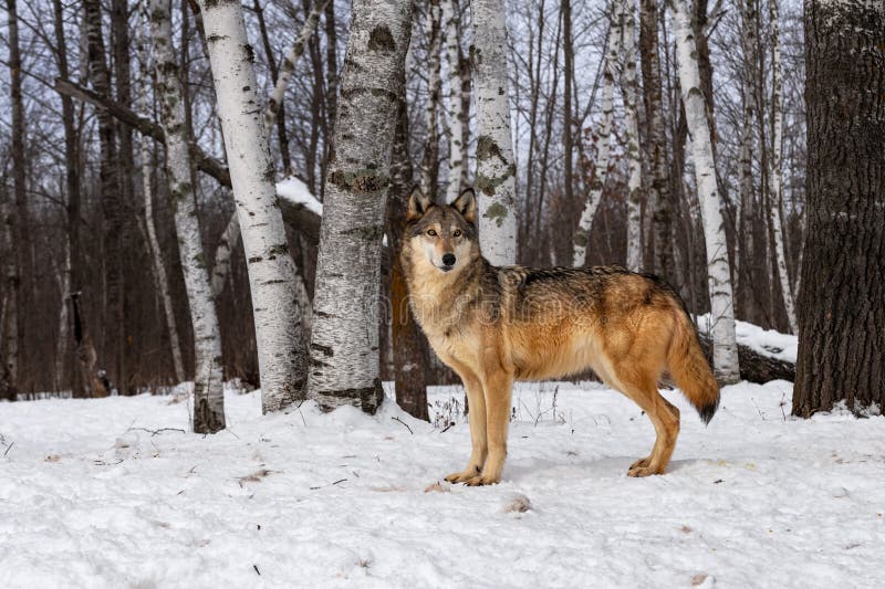 Grey Wolf (Canis Lupus) Stands in Front of Birch Tree Forest Winter ...