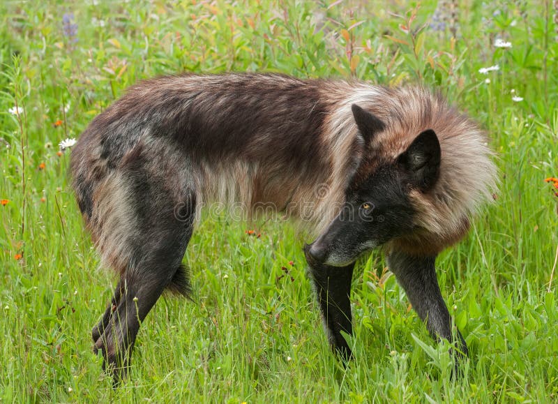 Grey Wolf (Canis Lupus) Stands Looking Left Stock Image - Image of wolf ...