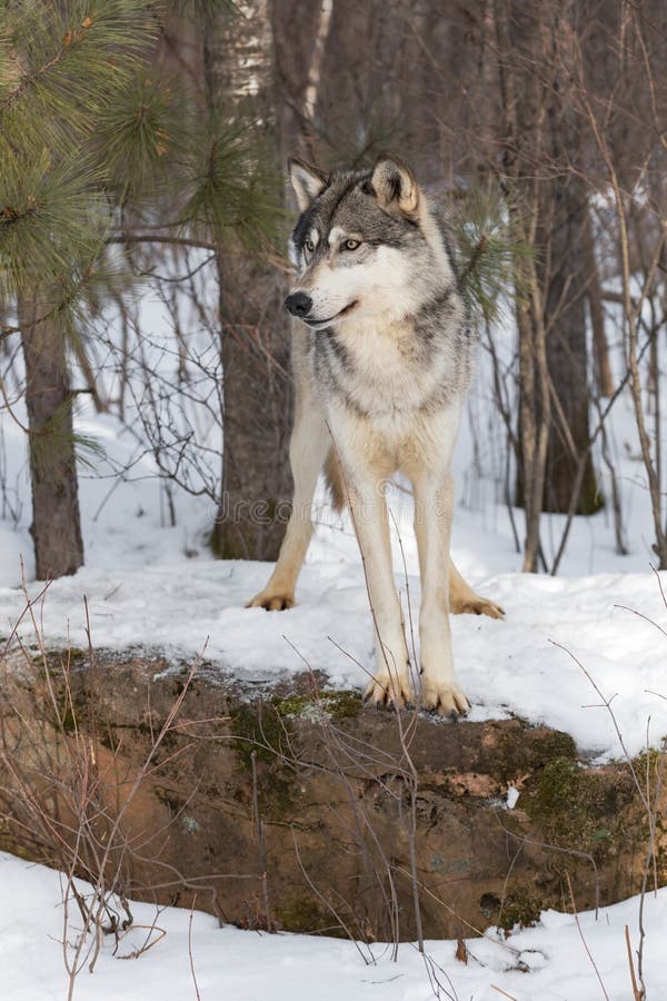 Grey Wolf (Canis Lupus) Stands on Low Rock Looking Left Winter Stock ...