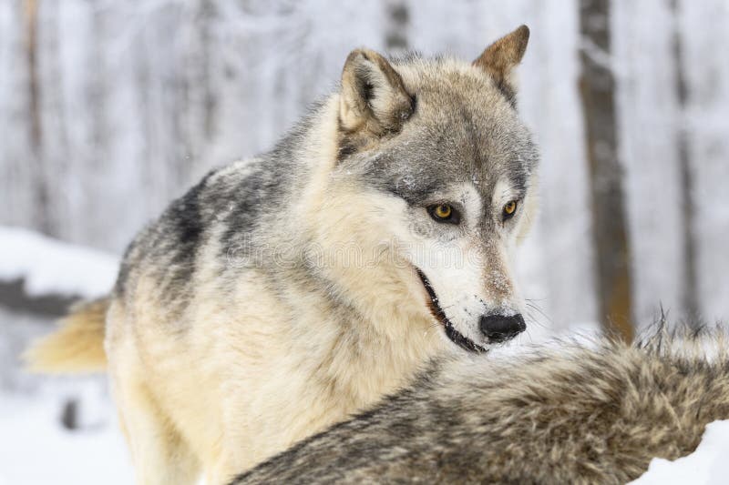 Grey Wolf (Canis Lupus) Stands Over Back of Packmate Winter Stock Photo ...