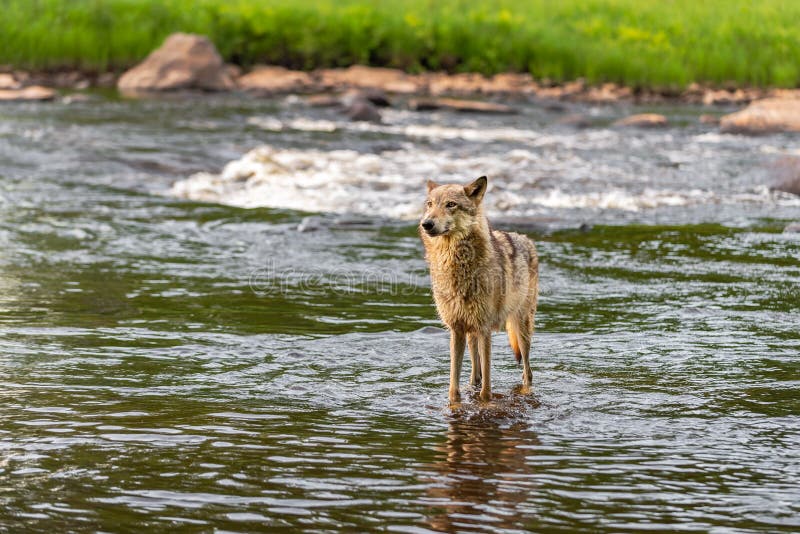 102 Timber Wolf Looking Left Stock Photos - Free & Royalty-Free Stock ...